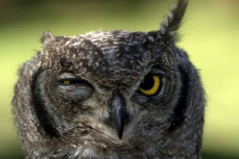 Zanimljivosti dana – da li ste znali da…? - Srpskacafe